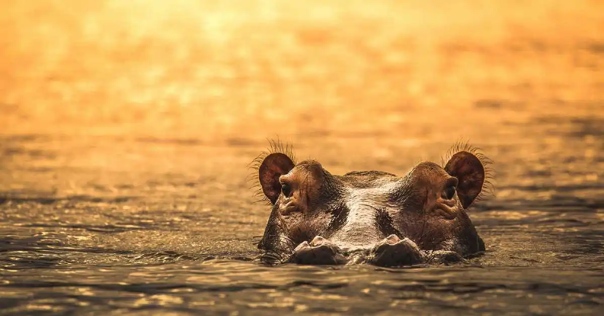 Zambezi Region incl Caprivi + Kavango – Namibia's Okavango Delta