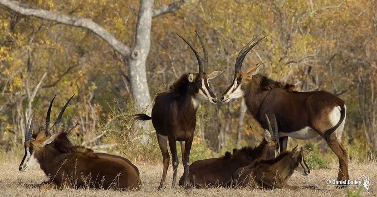 MalaMala Sable Camp (Sabi) luxury Sabi Sand safari – Africa A-Z